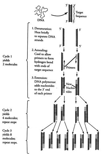 Chapter 8 Part 2 Flashcards Quizlet