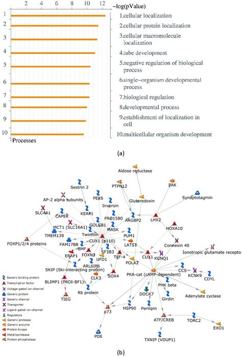 Gene Ontology Enrichment Analysis Metacore Of The Significant Genes