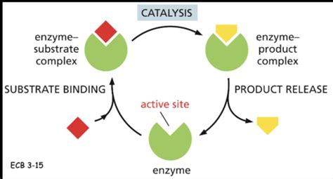 Cell Biology Lecture 6 Flashcards Quizlet