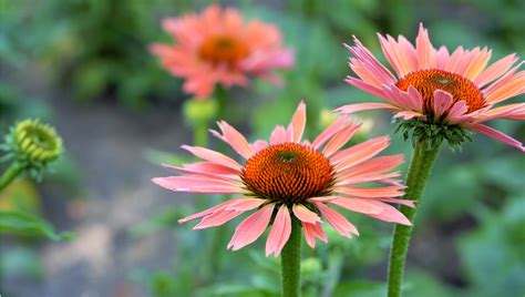 Nature Flower Flora Free Image Download