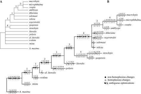 strict consensus of the maximum parsimony trees from the separate