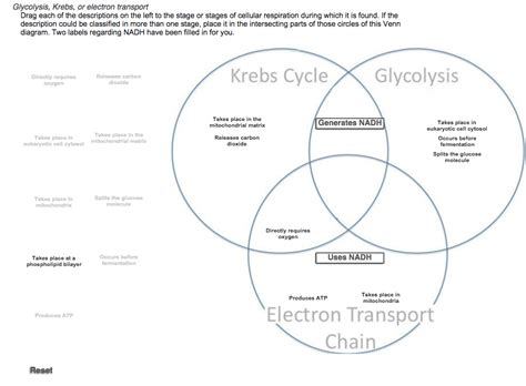 Venn Diagram Diffusion And Osmosis Wiring Diagram Pictures