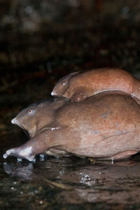 Purple Frog Amplexus