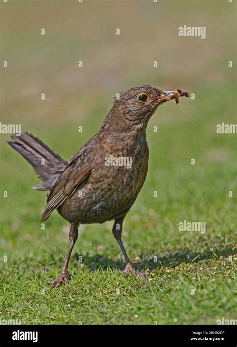 Eurasian Blackbird Turdus Merula Adult Female With Juvenile Smooth Newt Triturus Vulgaris