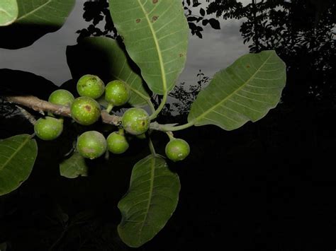 Ficus Crocata Ecured