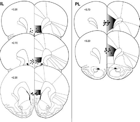Figure 1 From Activation Of The Infralimbic Cortex In A Fear Context