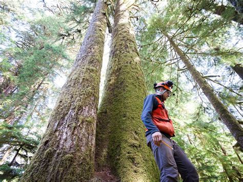 B C S Old Growth Trees Produce Mutations Over Time To Thrive UBC Vancouver Sun