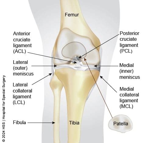 Lateral Knee Anatomy Diagram
