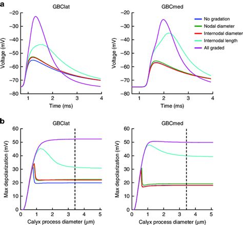 Computer Simulations Exploring The Effect Of Morphological Parameters Download Scientific