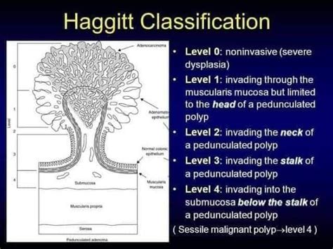 Clasificación De Haggit Para Dr Amanda Reyes Mateos