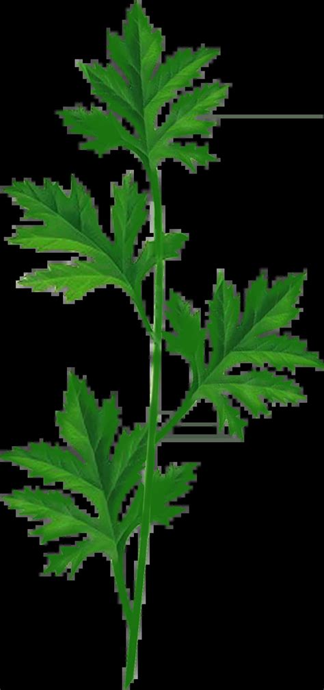 艾叶艾草图片素材模板png 艾叶 花瓣网