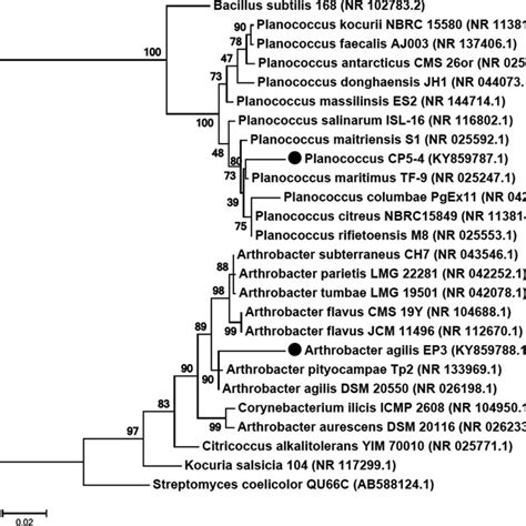 Phylogenetic Tree Based On 16s Rrna Gene Sequence Of Arthrobacter Sp