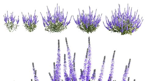 Salvia Nemorosa 3d Model