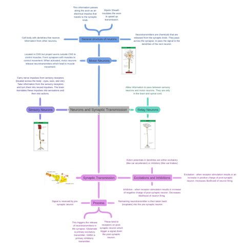 Neurons And Synaptic Transmission Coggle Diagram