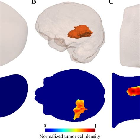 Pde Modeling Of Tumor Growth And Treatment Response This Figure Download Scientific Diagram