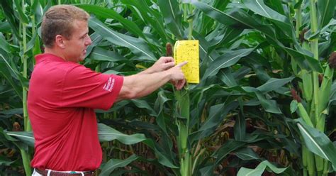 Use Sticky Traps To Check For Corn Rootworm Activity