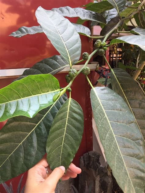 Mango Diseases Object Detection Dataset And Pre Trained Model By Harish