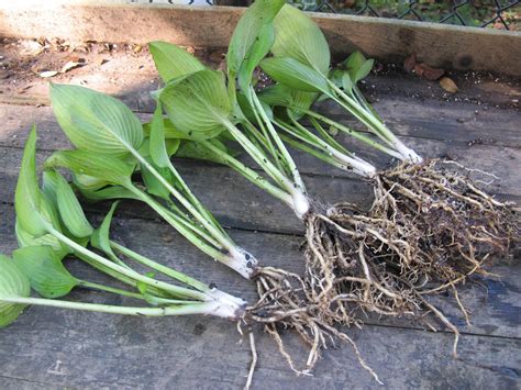 How To Plant A Free Hosta Garden Thrifty Decor Chick Thrifty DIY Decor And Organizing