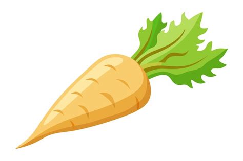 Premium Vector Parsnip Vector Illustration Isolated In White Background