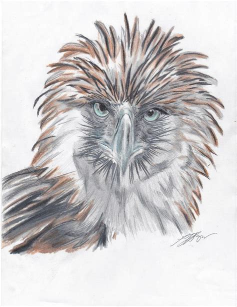 Philippine Eagle Drawing