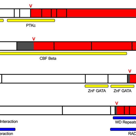 Significantly Mutated Breast Cancer Genes With Validated Splicing