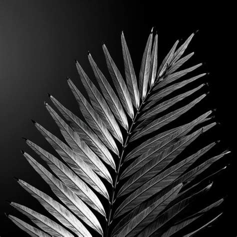 Free Dramatic Leaf Architecture Image Download At Stockcake