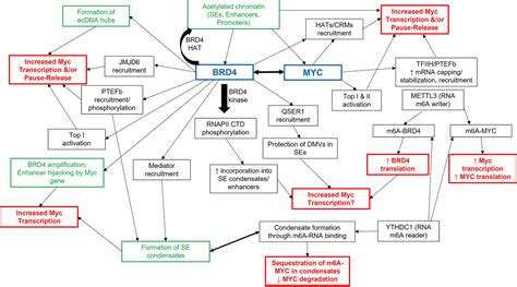 Brd4 And Myc Power Couple In Transcription And Disease Pmc