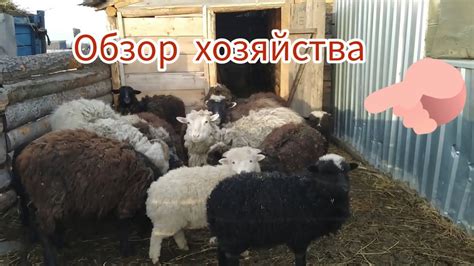 ОБЗОР ХОЗЯЙСТВА И ДР. 😄😄 - YouTube
