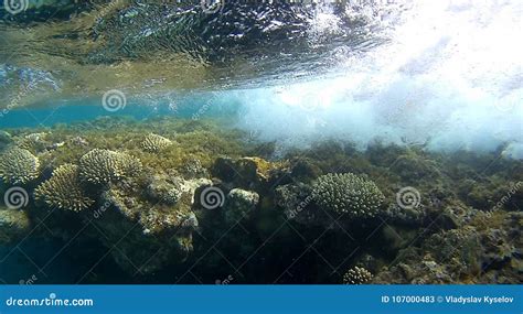 Coral Reflection On The Top Of The Water Stock Image Image Of Aquatic