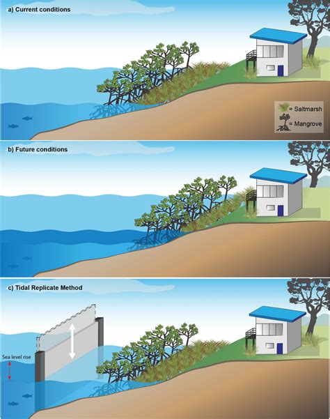 Conceptual Diagram Showing Saltmarsh And Mangrove Vegetation Under A Download Scientific