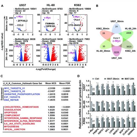 Matrine Mainly Targets C Myc To Regulate Gene Transcription A Download Scientific Diagram