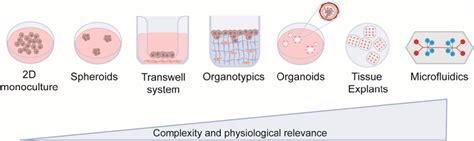 Breast Cancer Models For In Vitro Research Traditional 2d Cancer Cell