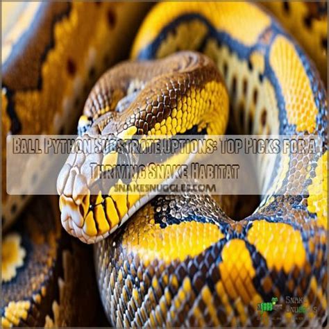 Ball Python Substrate Options Top Picks For A Thriving Snake Habitat
