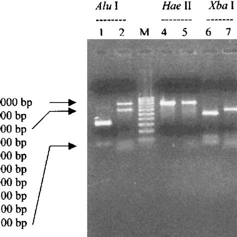 Restriction Fragment Length Polymorphism Analysis Of Coat Protein Dna Download Scientific