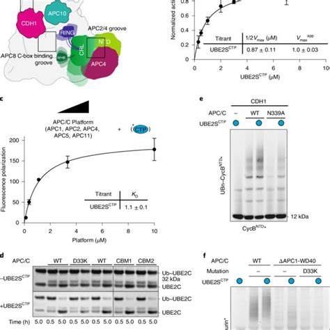 Substrate Polyubiquitination Assays By Apc Ccdh1 Ube2c And Download Scientific Diagram