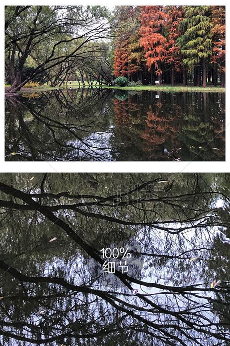 上海共青森林公园湖中树影摄影图摄影图10241540图片素材免费下载 编号1230524 潮点视频