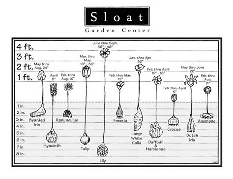 vegetable root depth chart