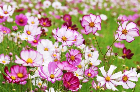 포토뉴스 가을 전령사 ‘코스모스아산 곡교천 가을 스케치 굿모닝충청