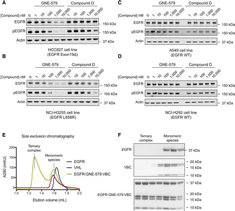 Ternary Complex Dissociation Kinetics Contribute To Mutant Selective