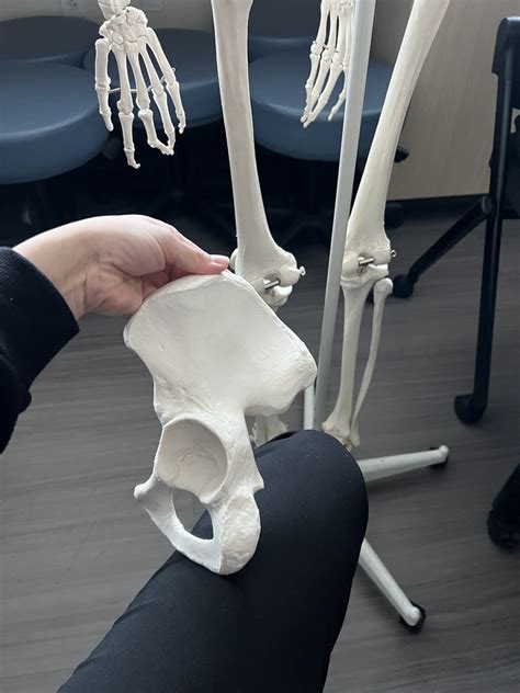 Pelvis Diagram Quizlet