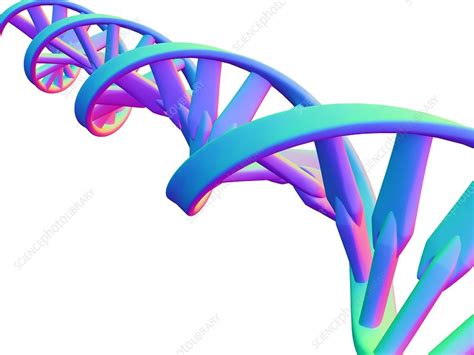 Dna Molecule Computer Artwork Stock Image F0010115 Science Photo Library