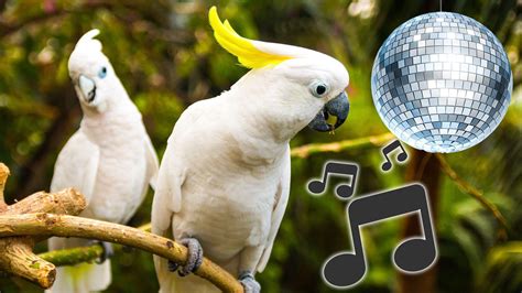 Get Your Groove On Cockatoos Have 30 Distinct Dance Moves Bbc Newsround