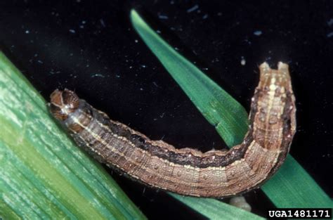 Spodoptera Frugiperda Fall Armyworm Identification Facts And Taxonomy