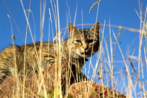 Cat Hunter Grass Free Photo On Pixabay Pixabay