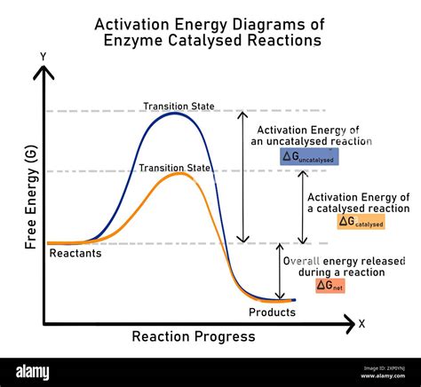 Enzymes Activation Energy