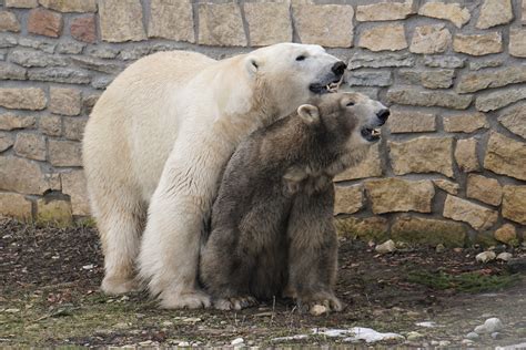 Jääkaru Friida 21 Tallinn Zoo