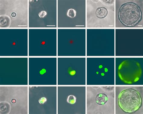 New Type Of Human Lung Cell Discovered Scinews