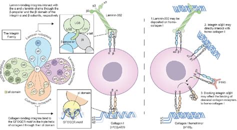 Potential Direct And Indirect Integrin Interactions With Heterotrimeric