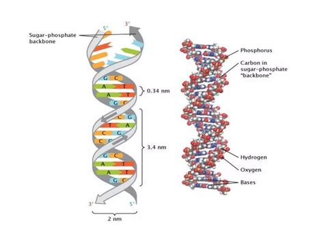 Watson And Crick Model Of Dna Pptx