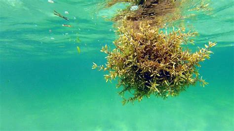 Algae Vs Seagrass — Clearing Up The Confusion — Day 20 By Suheily